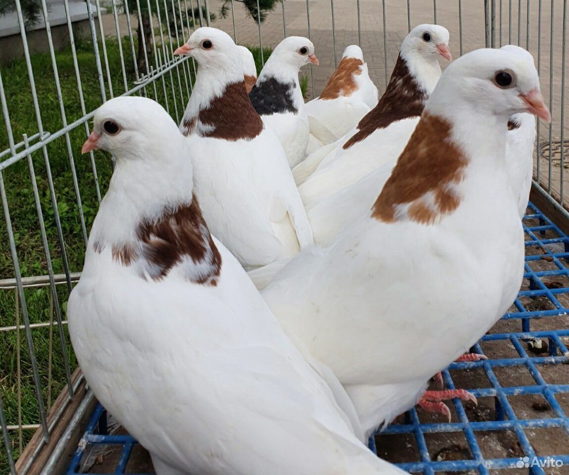 Ижевские голуби