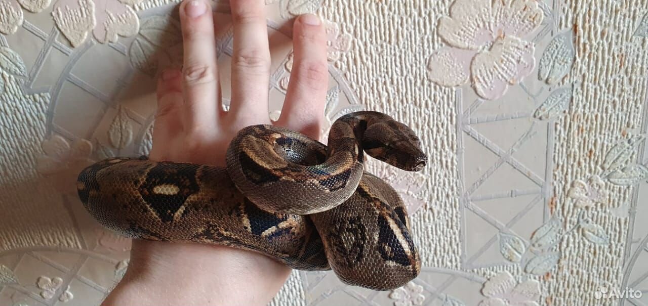 Императорский удав самка