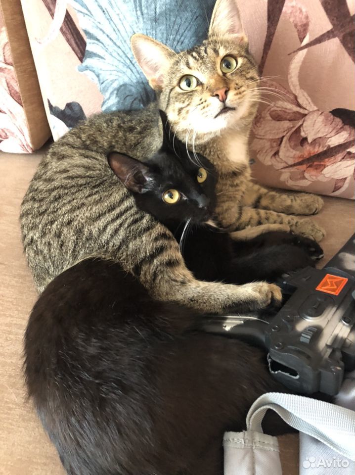 Кошка