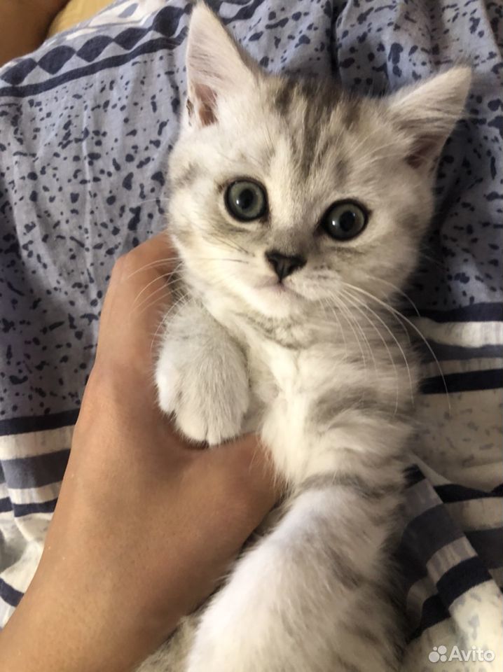 Кот и кошечка