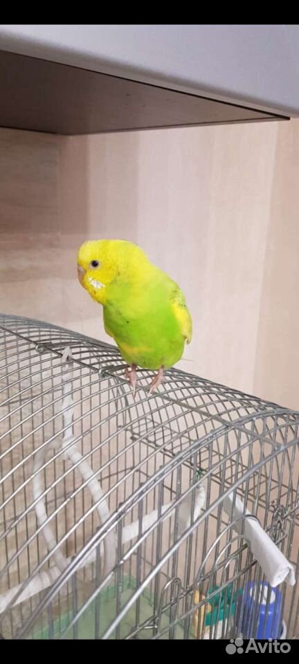 Попугай Катя