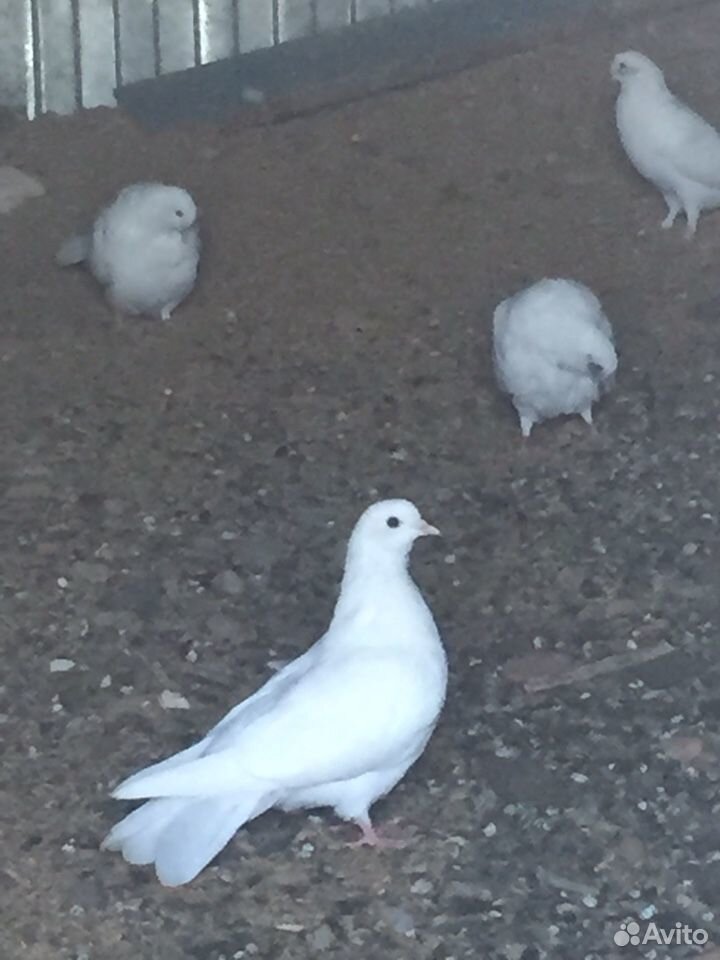 Голуби Белые