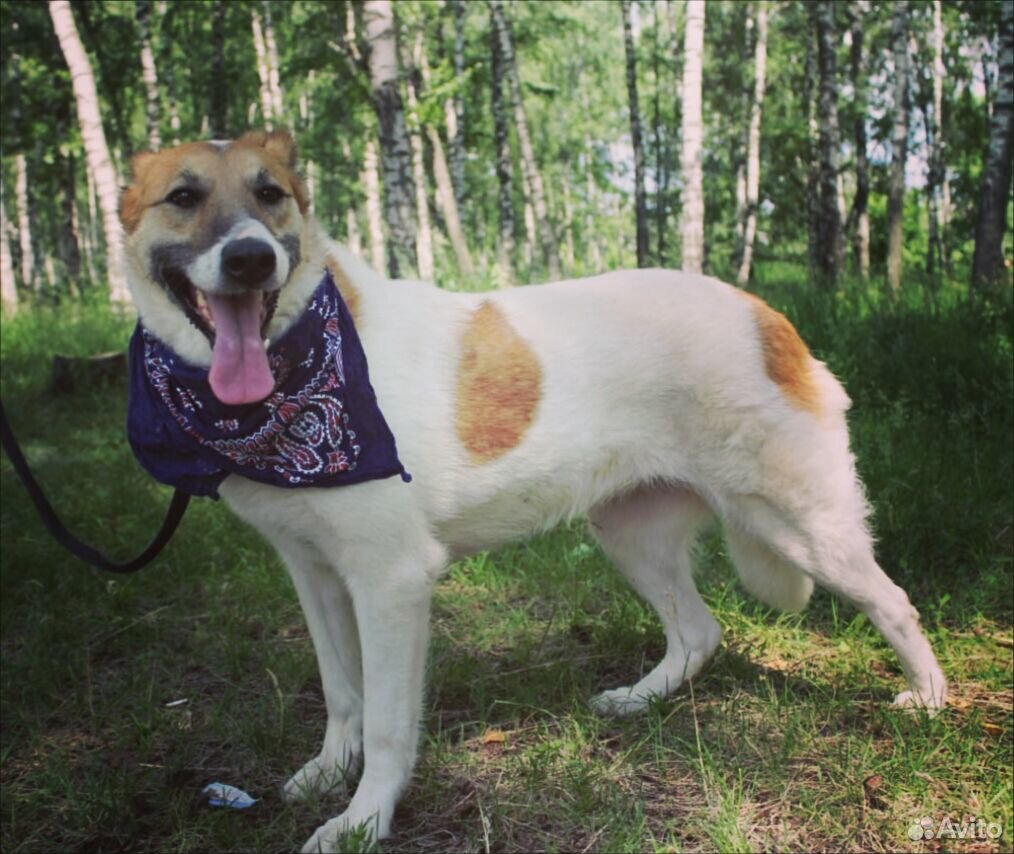 Нежная и преданная Розочка в добрые руки