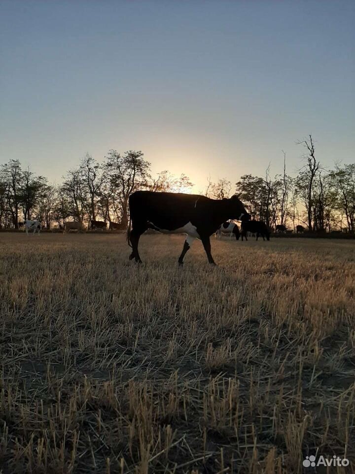 Покрытые телочки