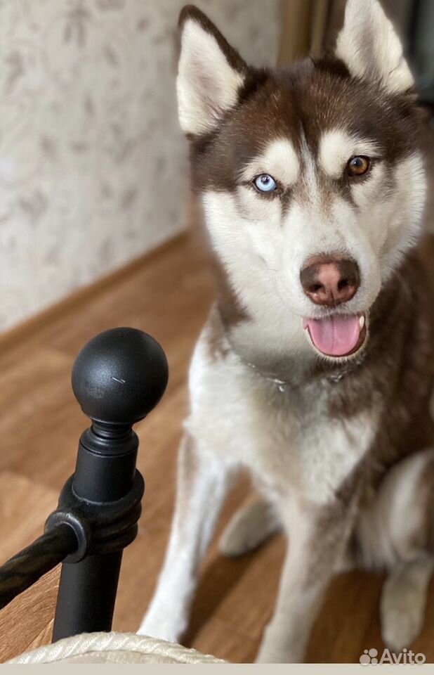 Сибирский хаски вязка