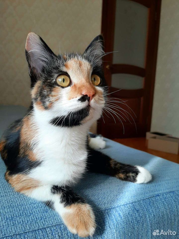 Трехцветный котенок девочка Нюша 4 месяца