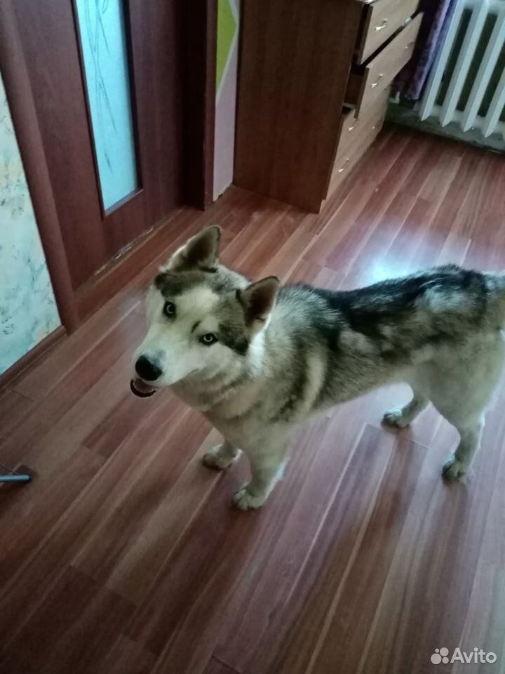 Сибирский хаски