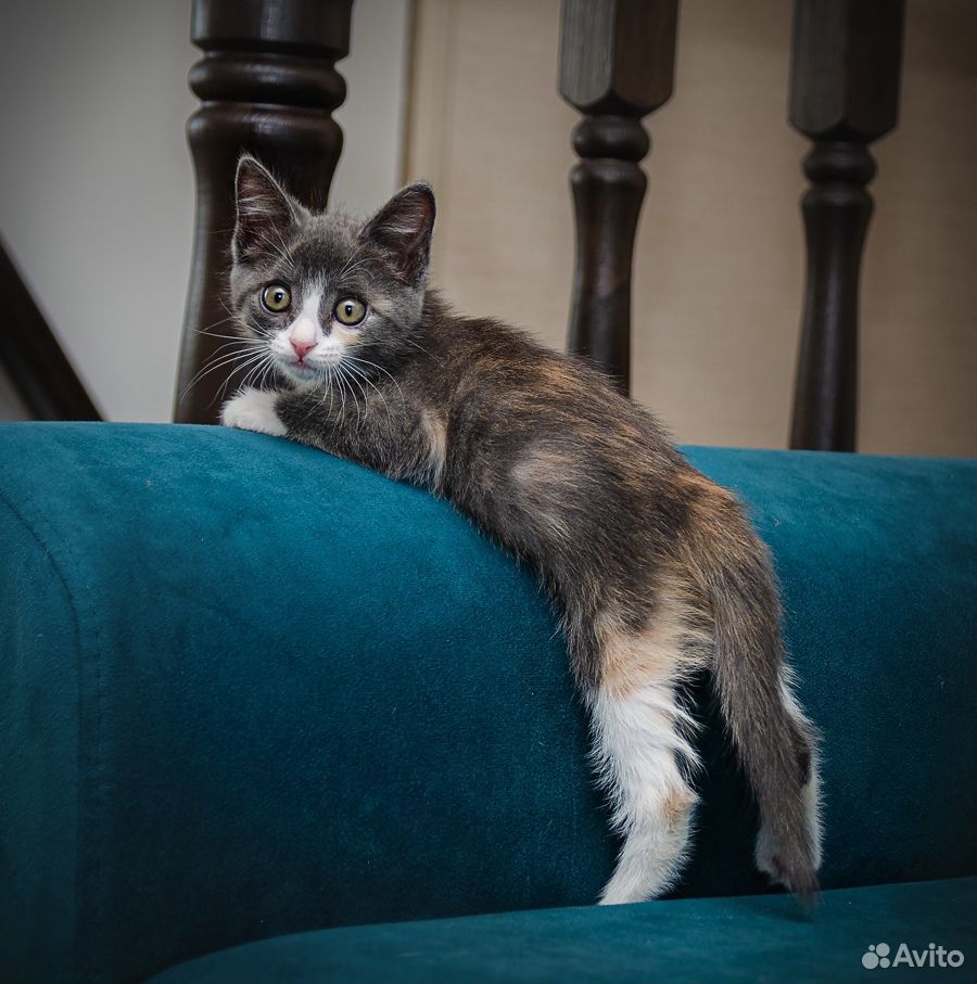 Миниатюрная кошечка Пуговка ищет семью