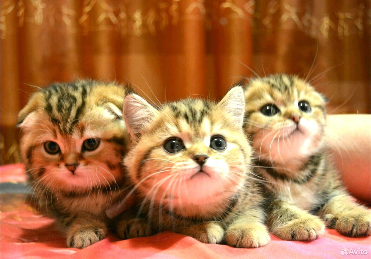 Ми-ми-мишные Котята, Шотландцы, Тигрята