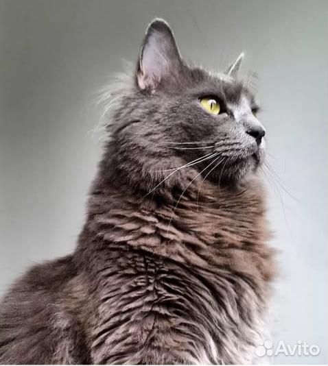 Кошка нибелунг в добрые руки