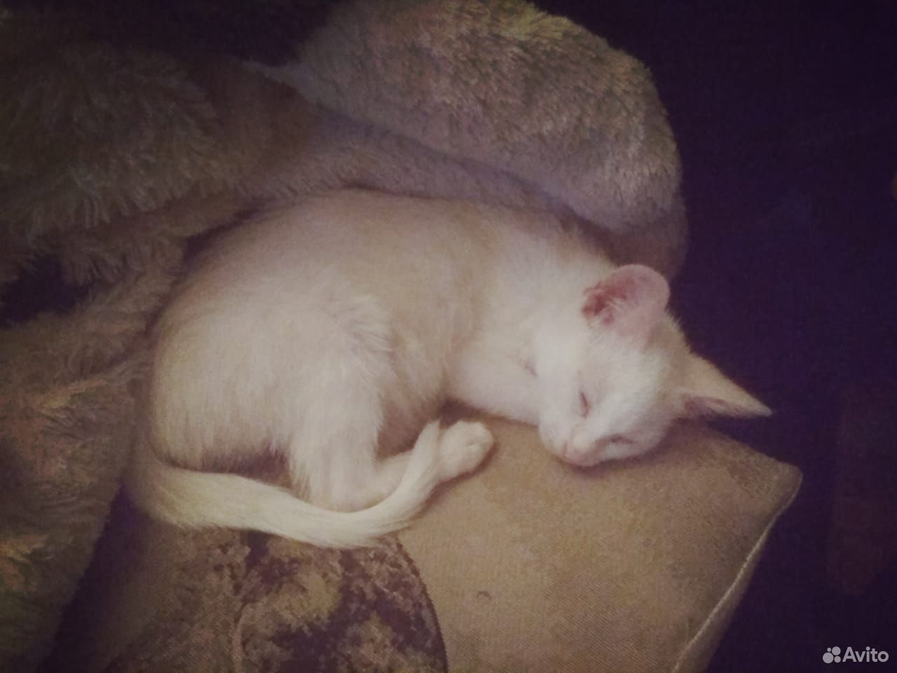 Котенок для человека с большим сердцем