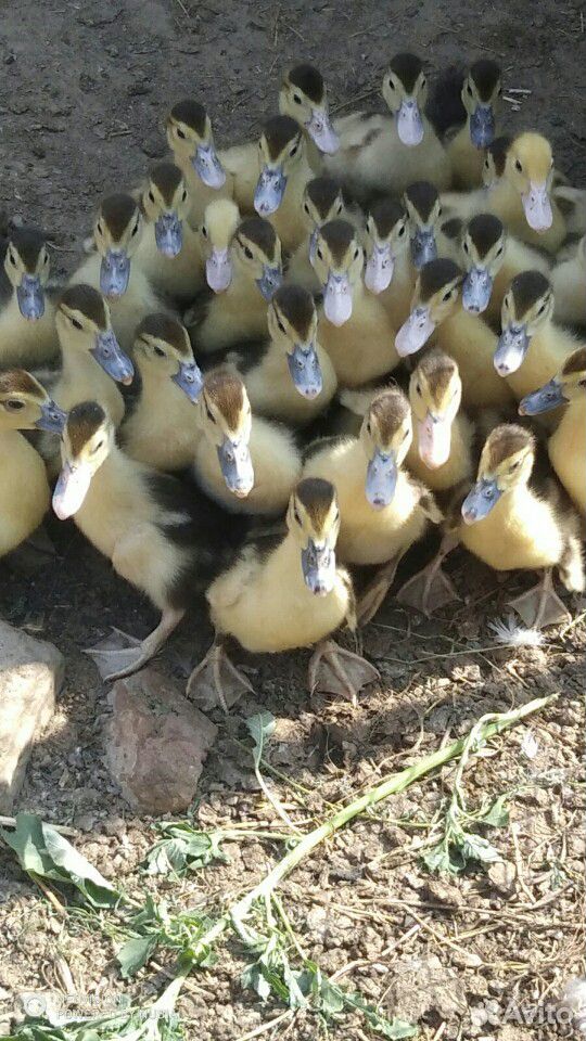 Продажа индоутят