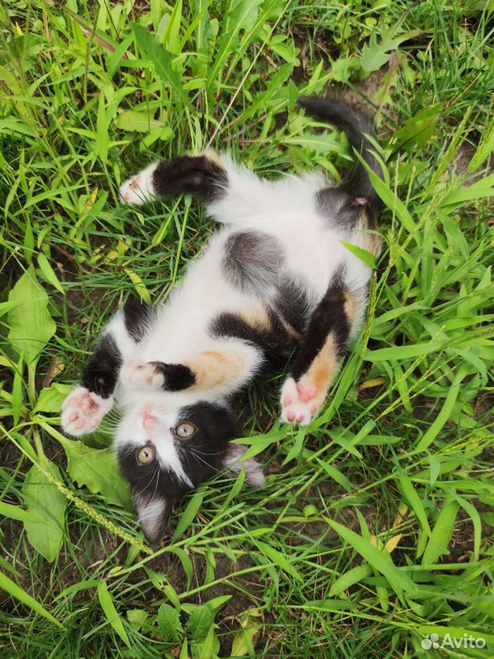 Отдам хорошего котенка (девочка)