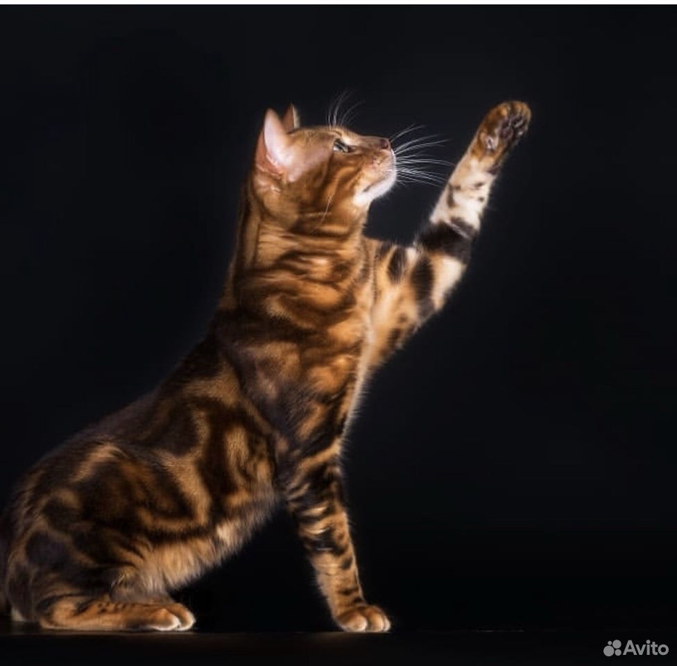 Бенгальские