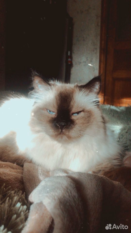 Ищем котёнка с таким окрасом