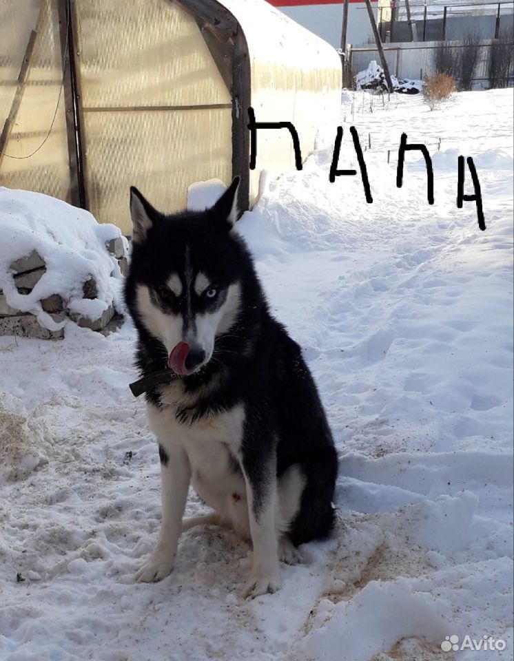 Сибирский хаски