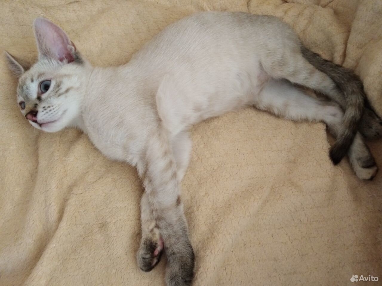 Котенок- Болинез 4 месяца