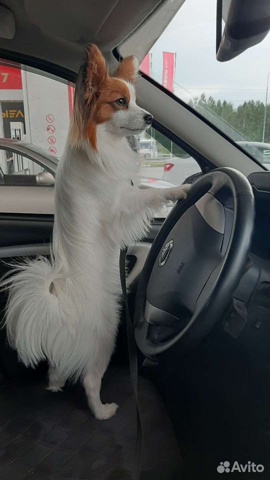 Папийон