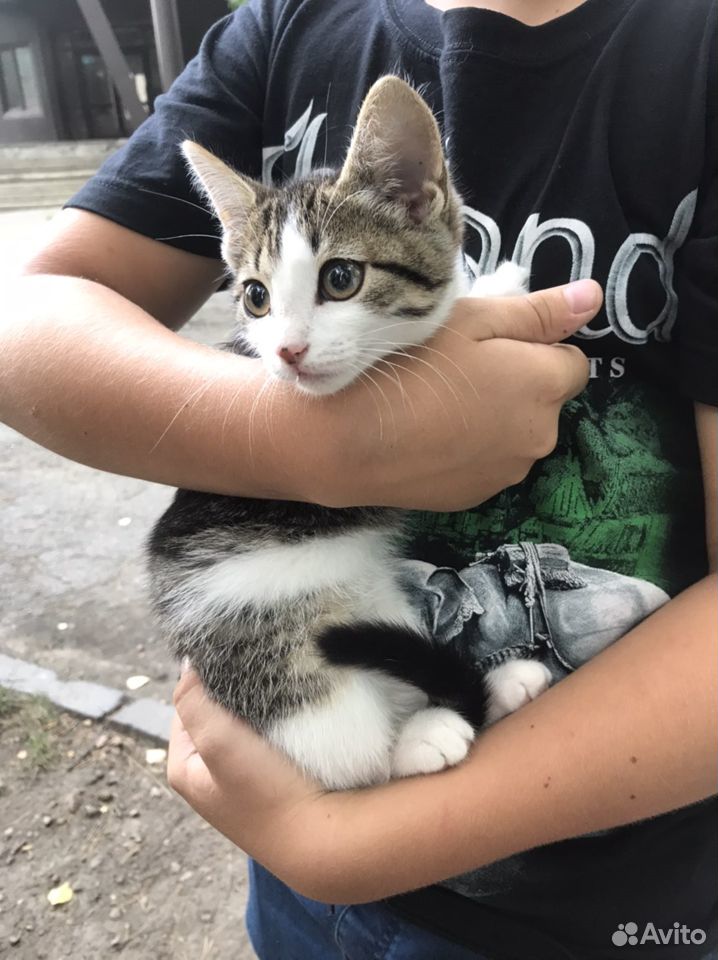 Котёнок