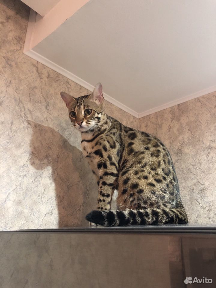 Бенгальская ф1