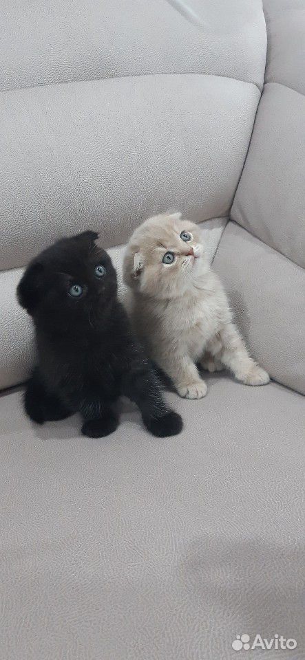 Котята шотландские вислоухие