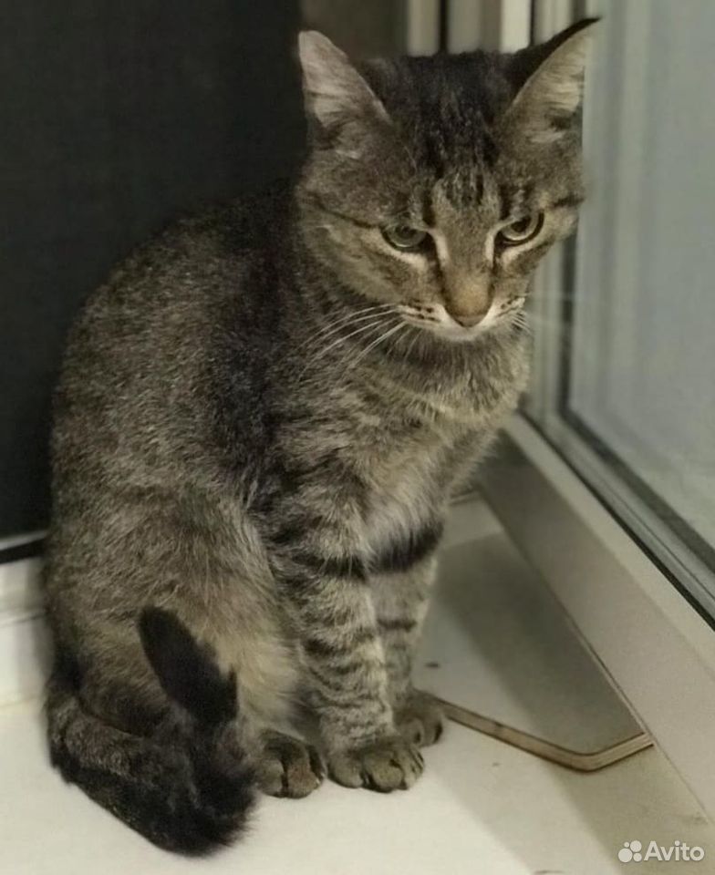 Кошка
