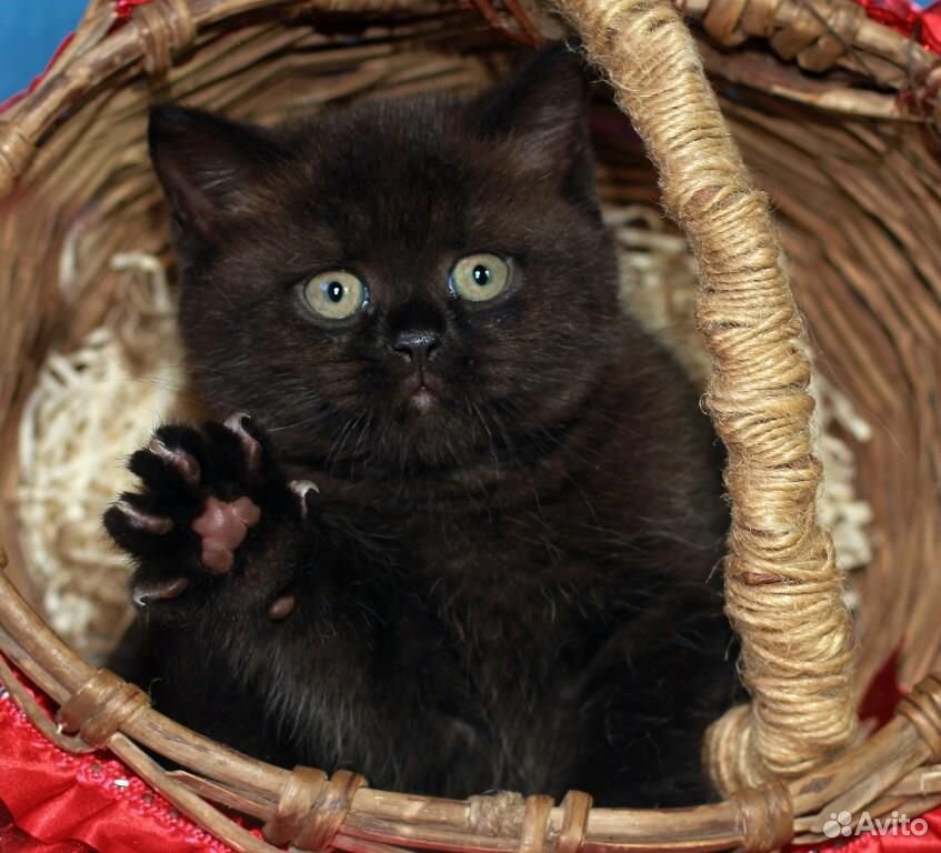 Черный британский котик