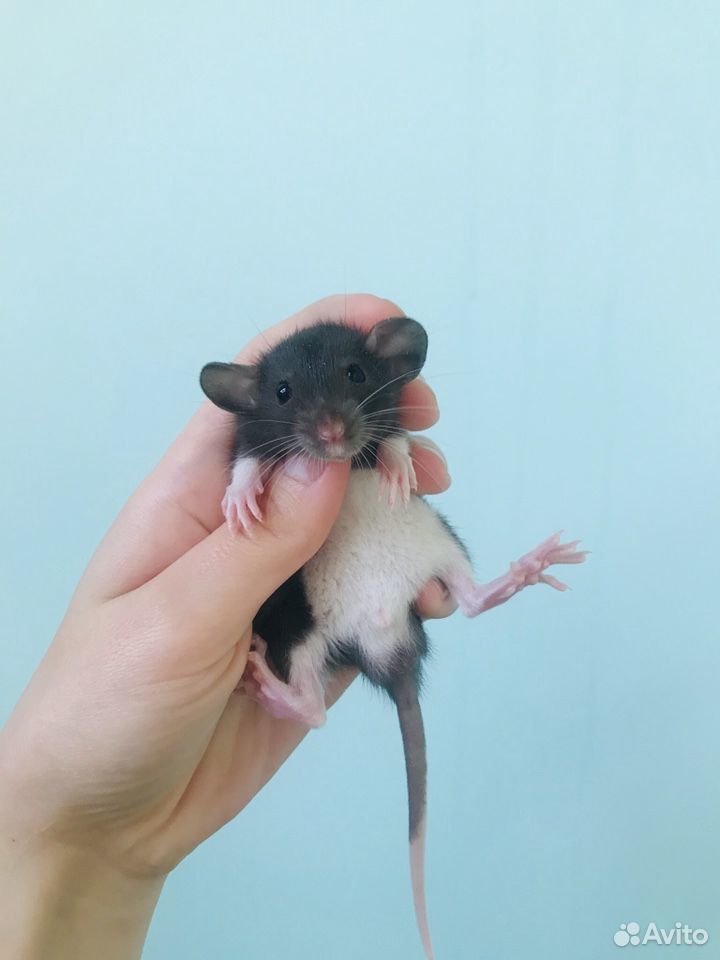 Крысы, крысята дамбо. Черные соболи