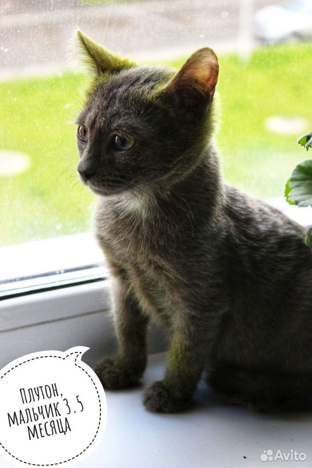 Русская голубая, метис, котёнок Плутоша