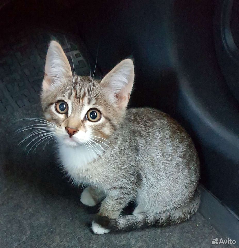 Котенок - мальчик Тиграш, ласковый и бойкий, подыс