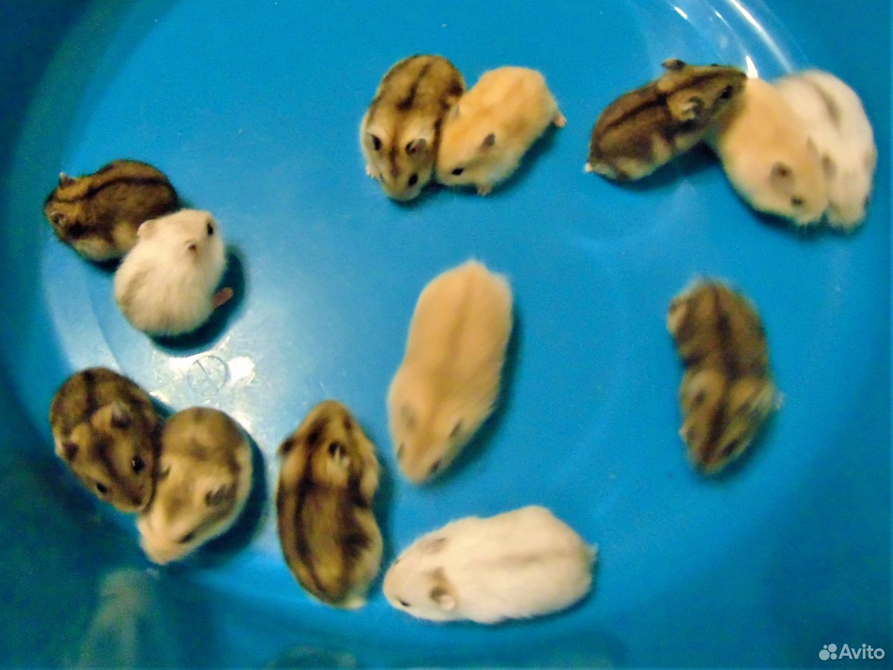 Джунгарские хомяки - мандарин, сапфир, жемчуг, ст