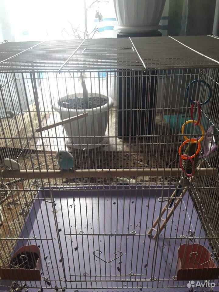 Продам волнистых попугаев