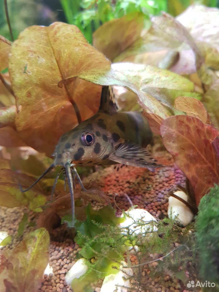 Рыбка сомик синодонтис 2 шт