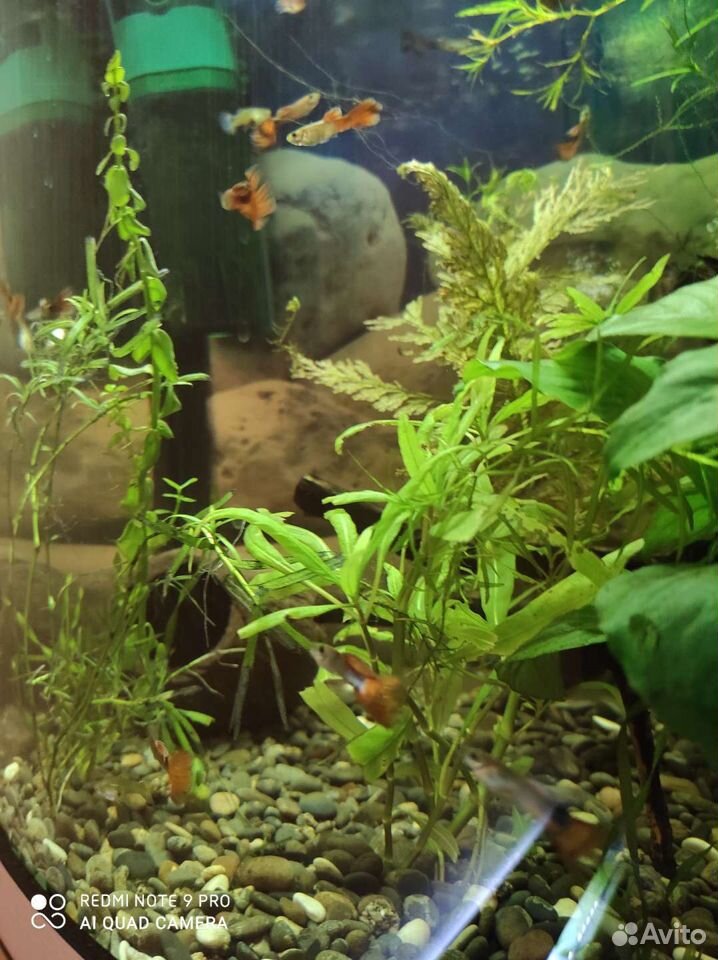 Гуппи берлинцы