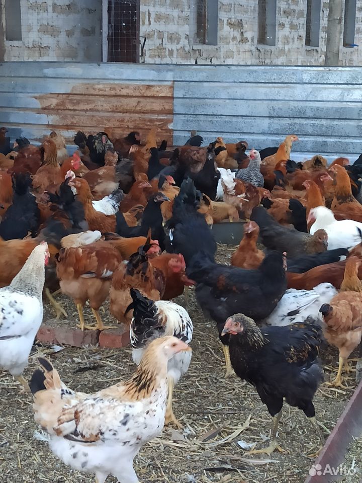 Куры молодые цветные мясо-яичные