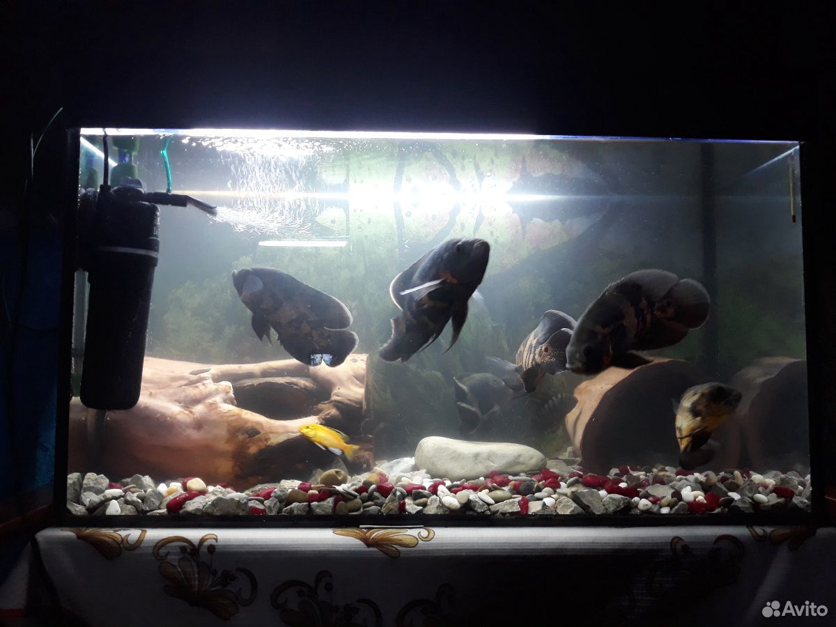 Аквариумные рыбы Астронотусы 1.5 года