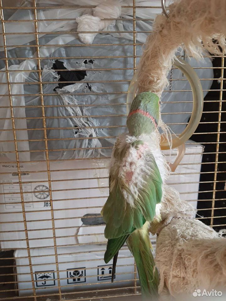 Попугай в добрые руки