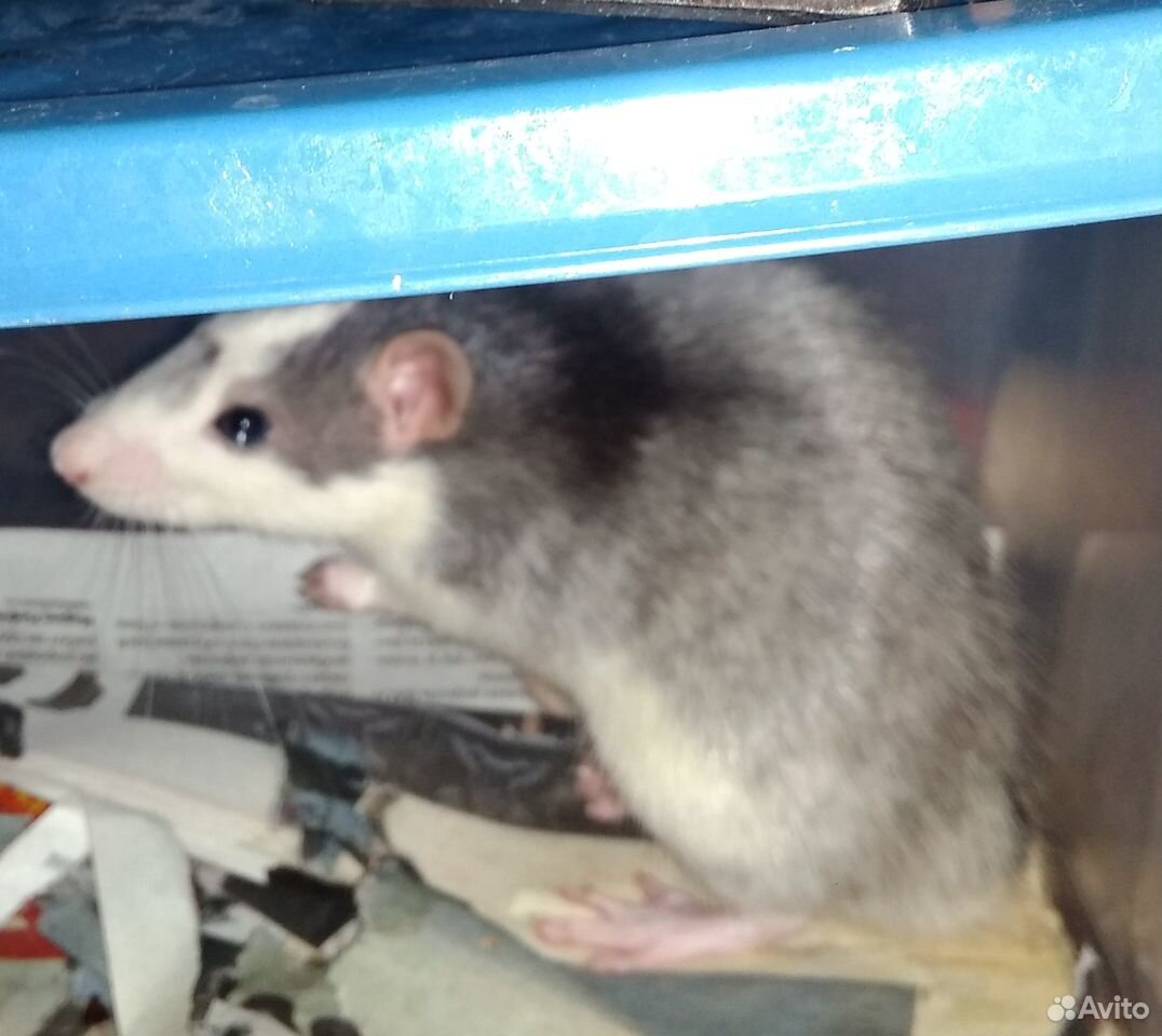 Отдам домашнюю крысу бесплатно
