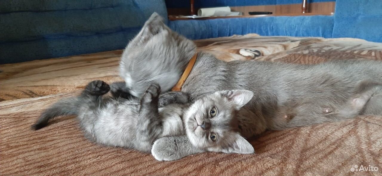 Маленькая киске Йота