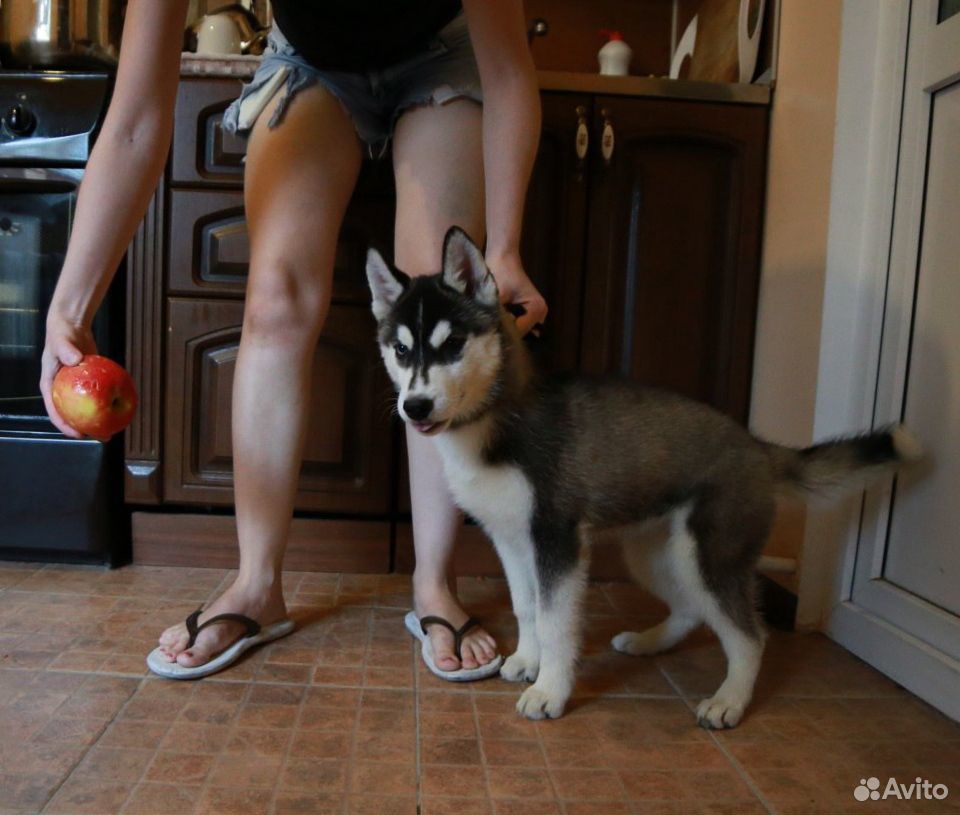 Чистокровные щенки Сибирский Хаски