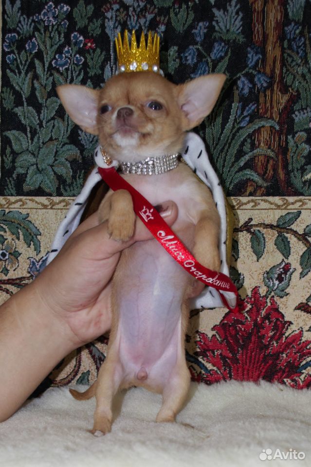 Чиуаууа Chihuahua Мисс Очарование