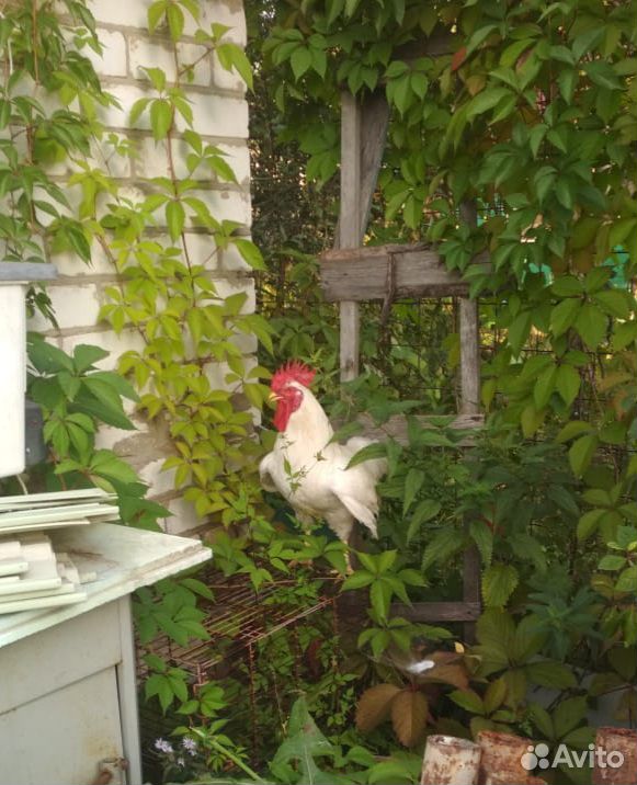 Продам Петуха