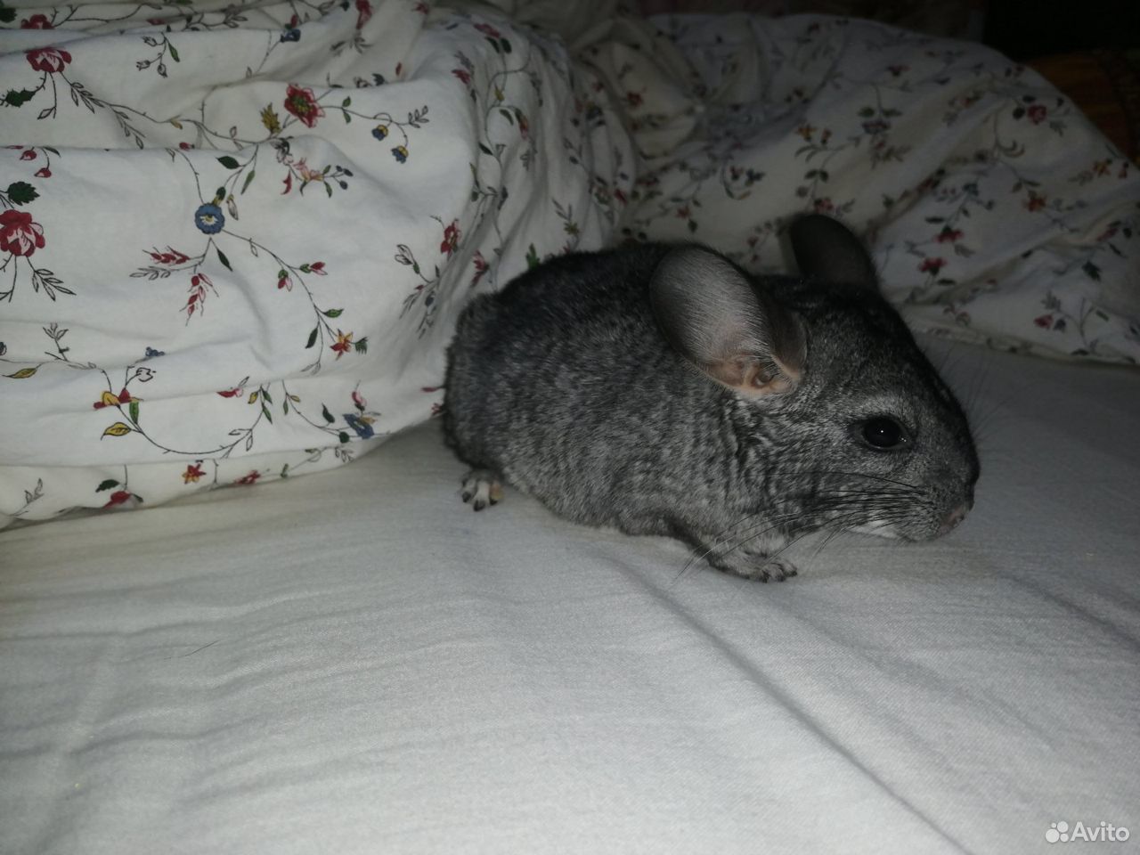 Шиншилла девочка 3месяца