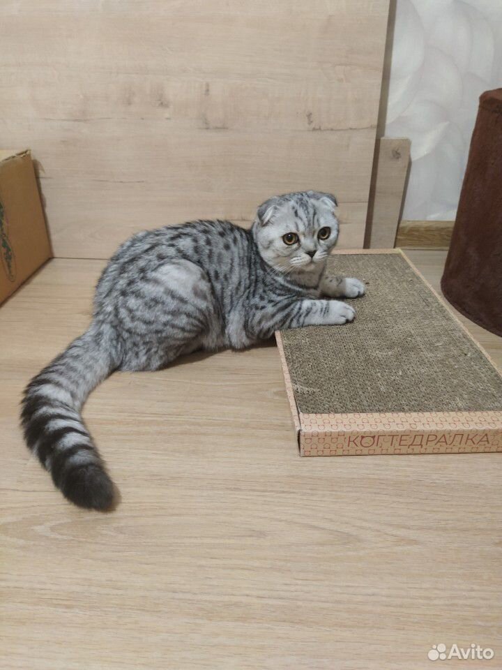 Кошка