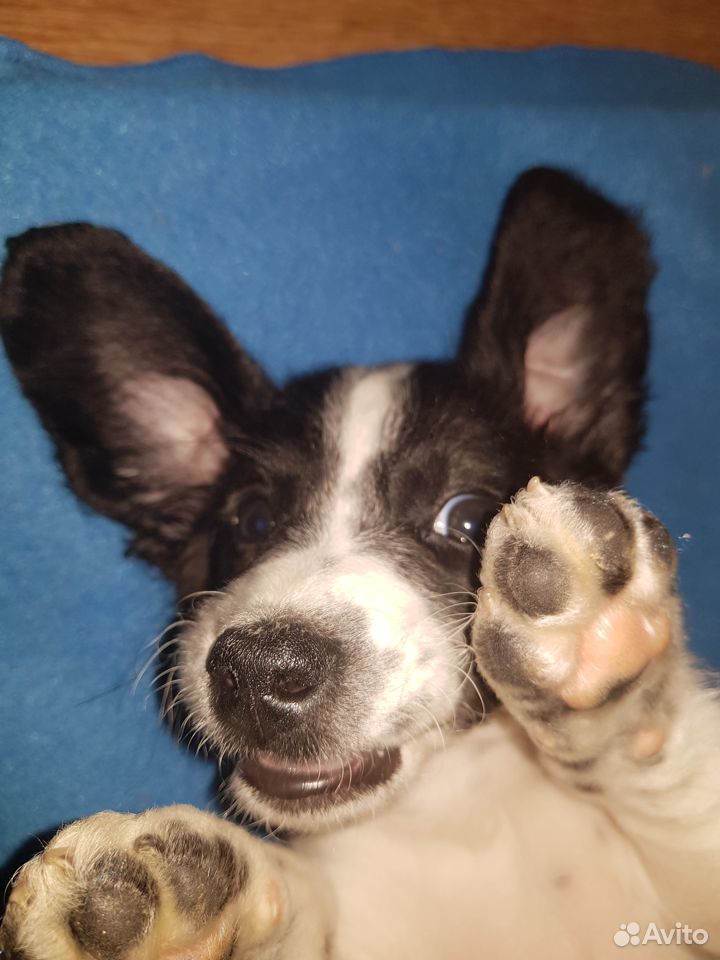 Джек-рассел терьер