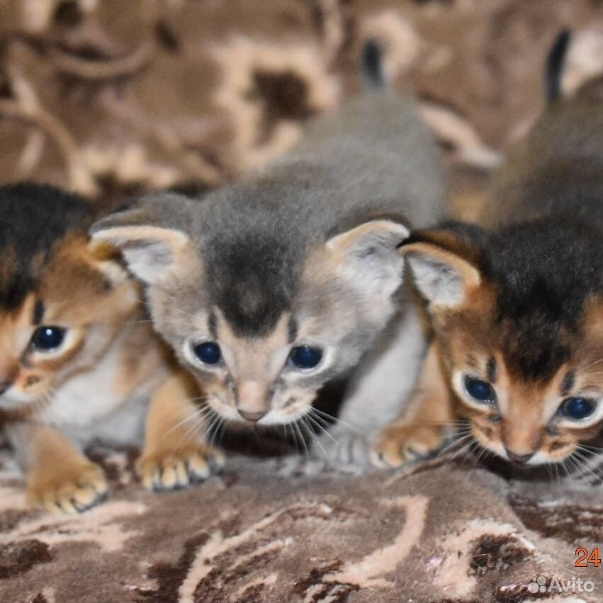 Абиссинская