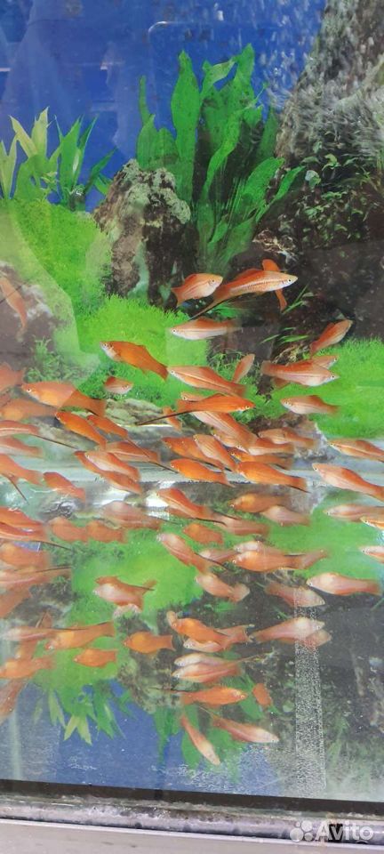 Меченосец ананасовый,кубинский,комета,красный 7-8