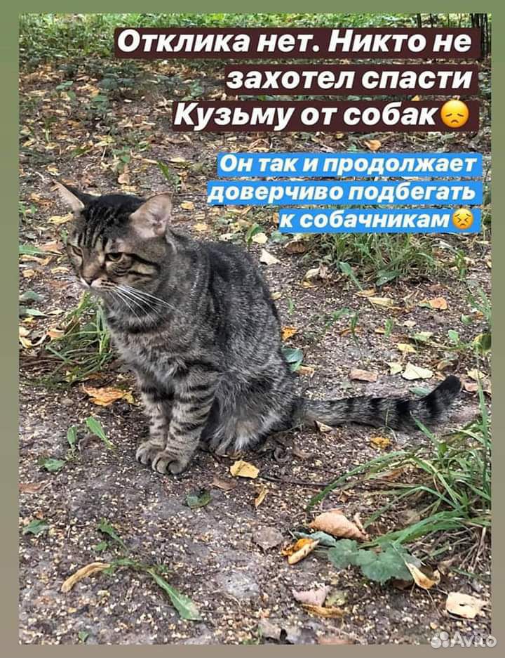 Доверчивый, ласковый, никому не нужный котик в дар