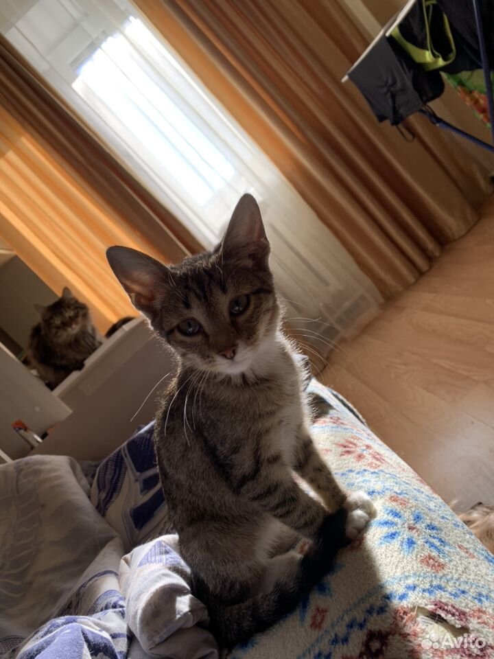 Котёнок в добрые руки