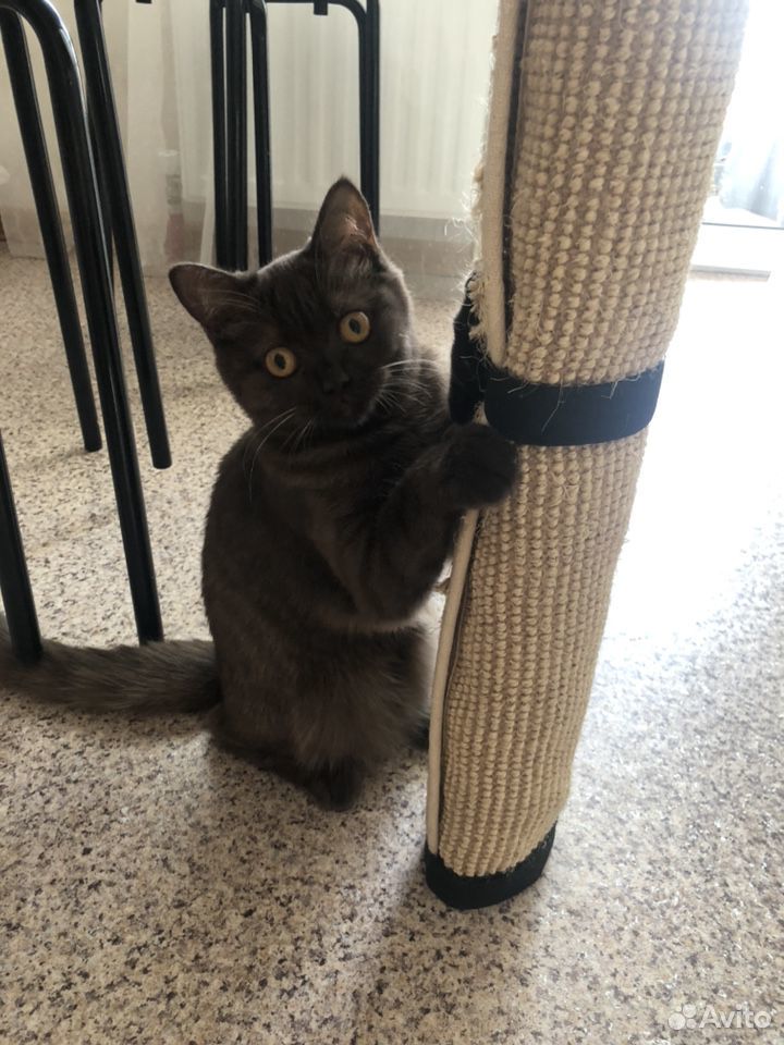 Шотландка Бони